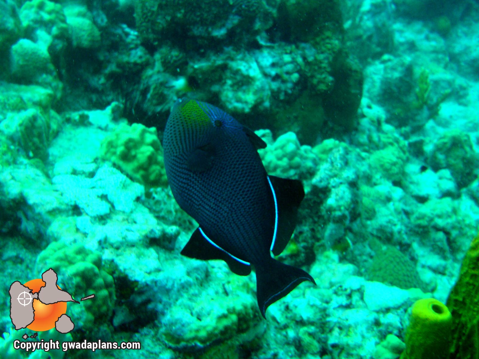 Photos de fonds marins de guadeloupe