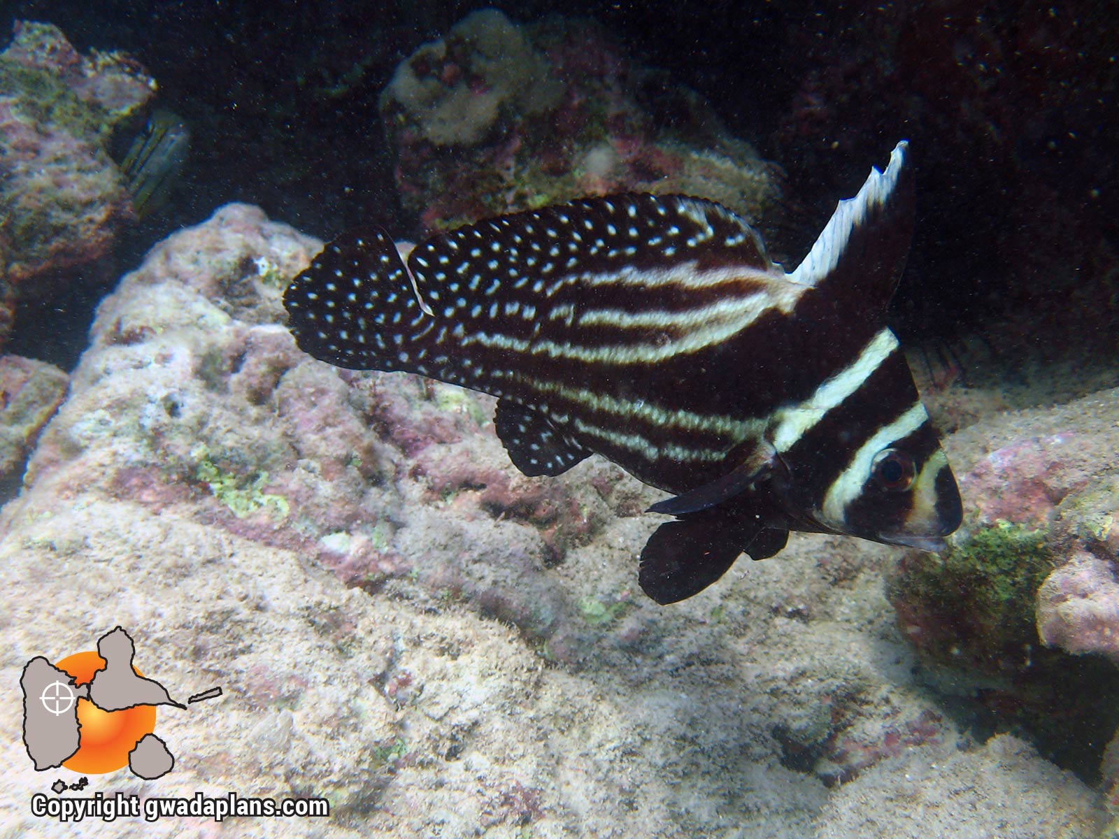 Photos de fonds marins de guadeloupe