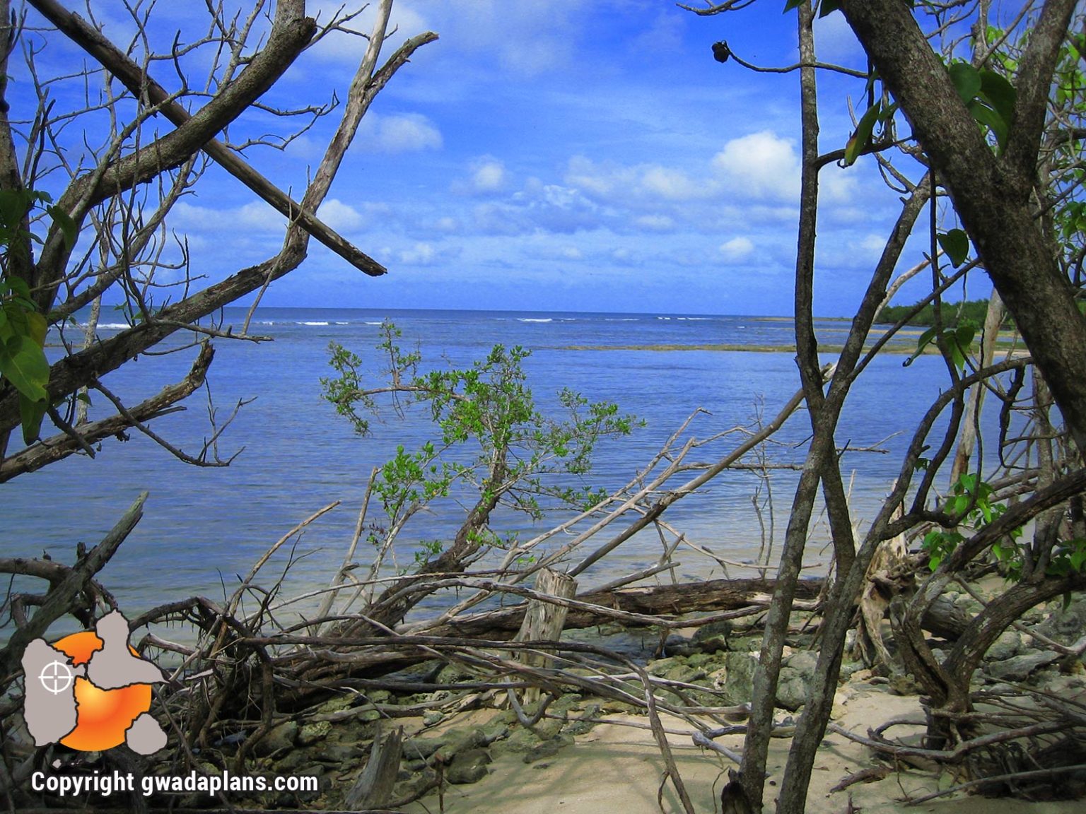 Chemins de mangrove - Littoral de Anse-Bertrand à Port-Louis