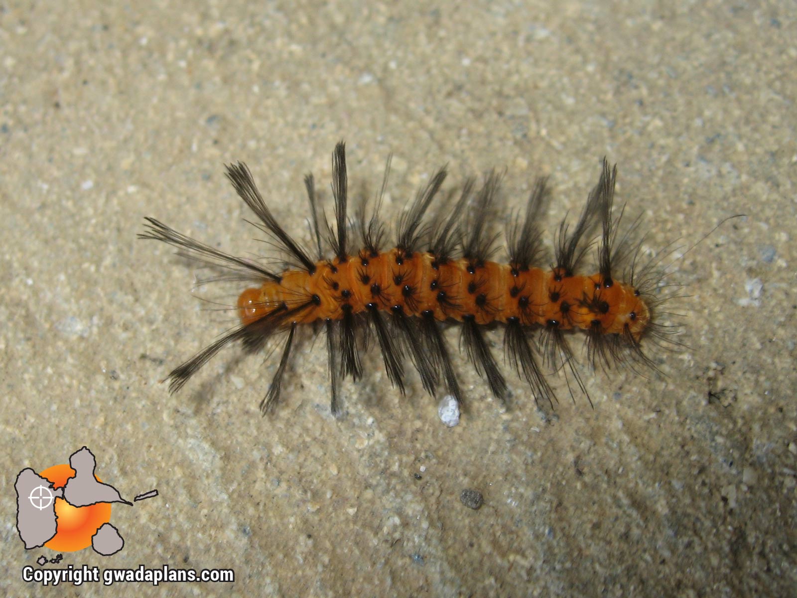 Photos de la faune de guadeloupe